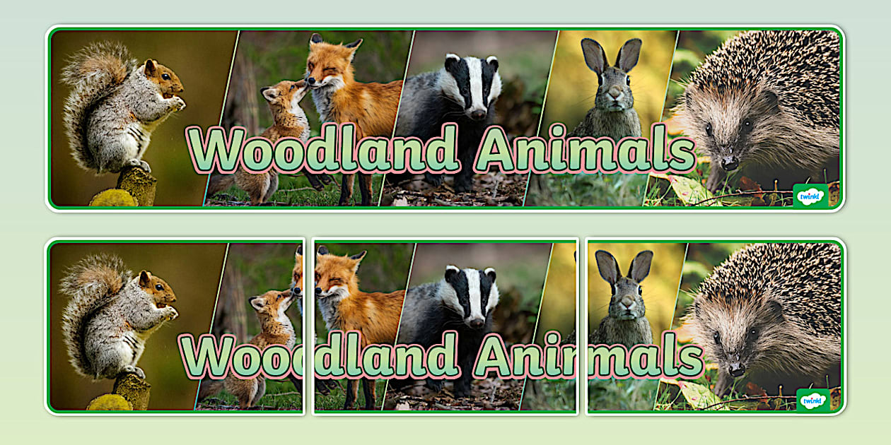 Woodland Animals Photo Display Banner (teacher made)