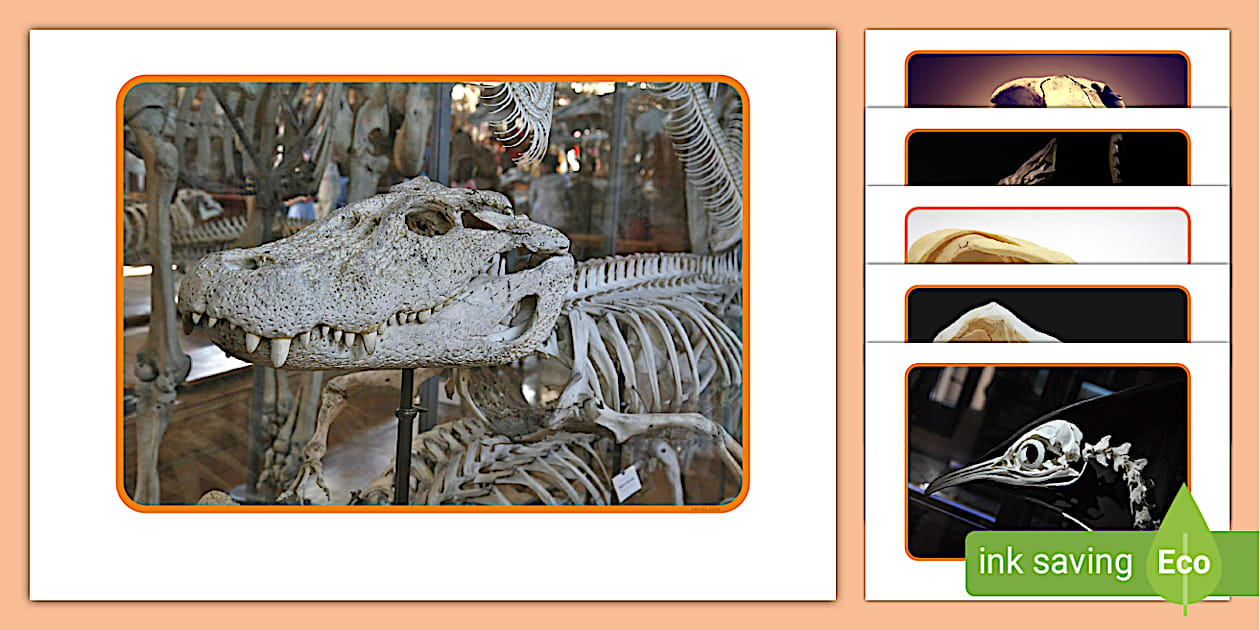 Carnivore Skulls Photo Pack - Twinkl - KS1 - Science