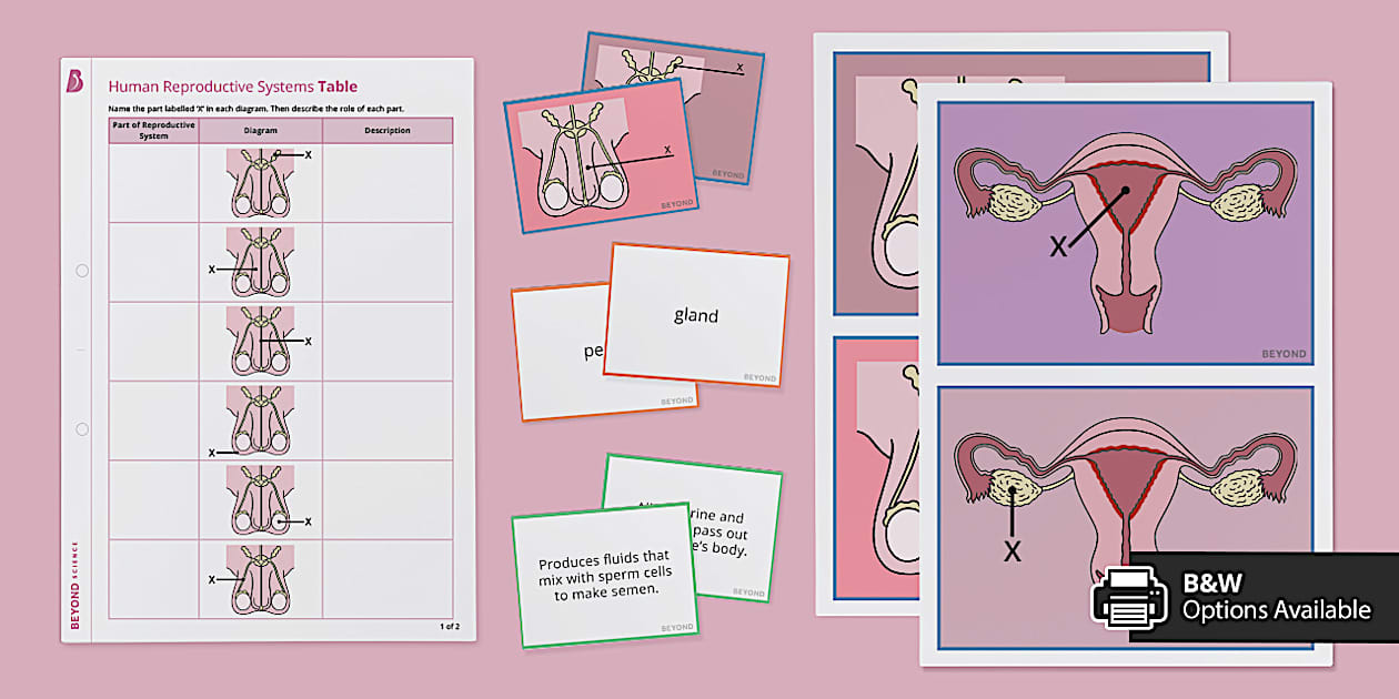 Human Reproductive Systems Resource Pack (teacher made)