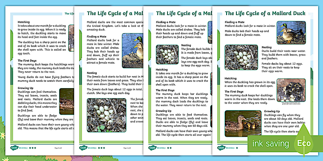 Brenda's Boring Egg: Life Cycle of a Duck Differentiated Fact File