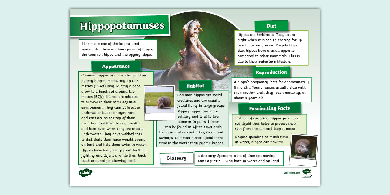KS2 Hippopotamus Fact File (teacher made) - Twinkl