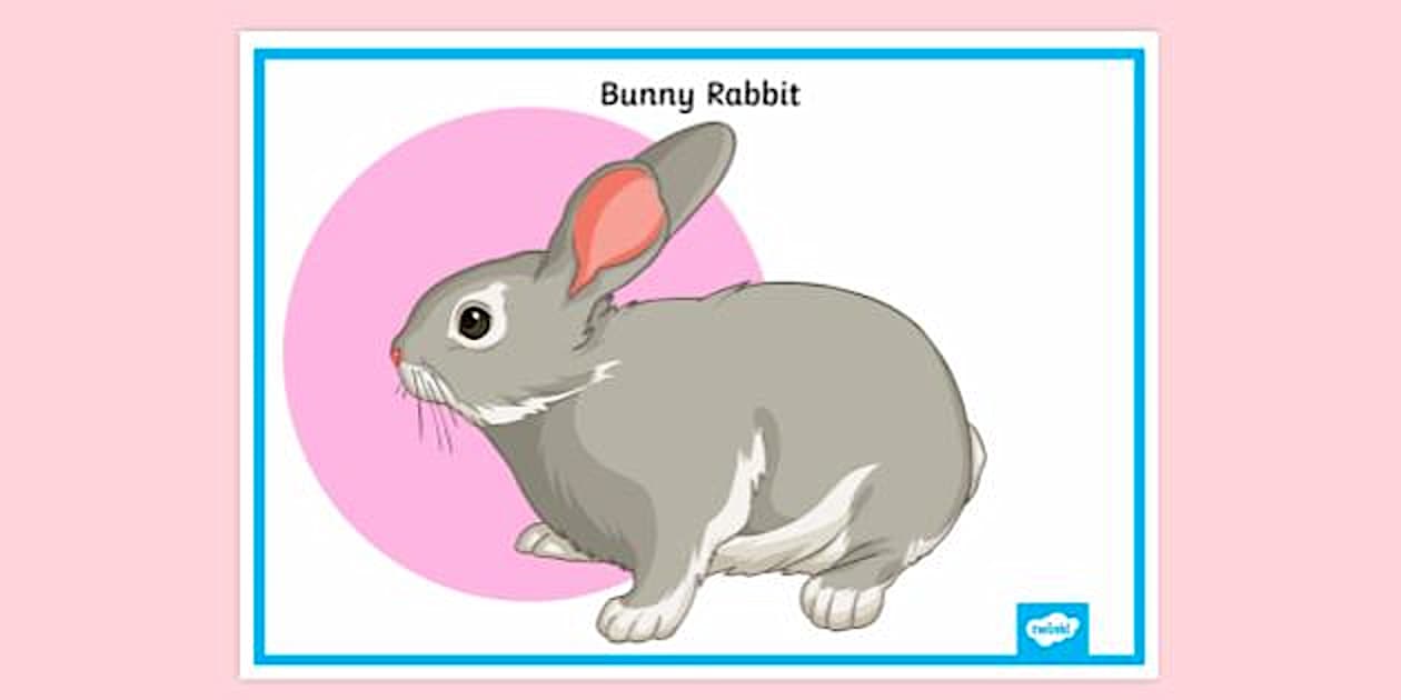 Bunny Rabbit Poster | Display | Twinkl Primary Resources