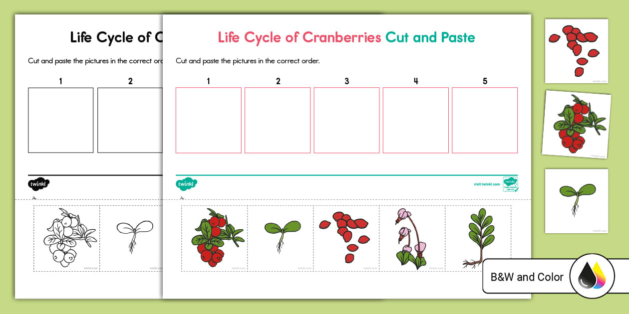 Life Cycle of Cranberries Cut and Paste Activity for K-2nd
