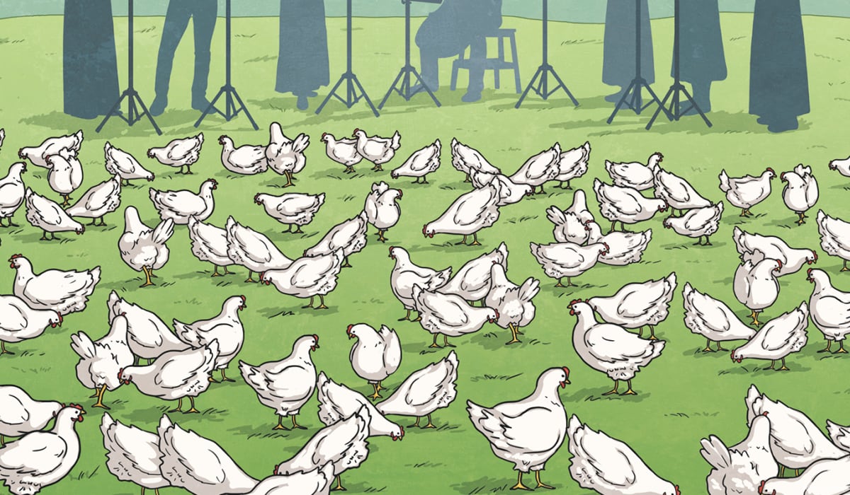 New Zealand Symphony Orchestra Plays Music for Chickens - Twinkl NewsRoom