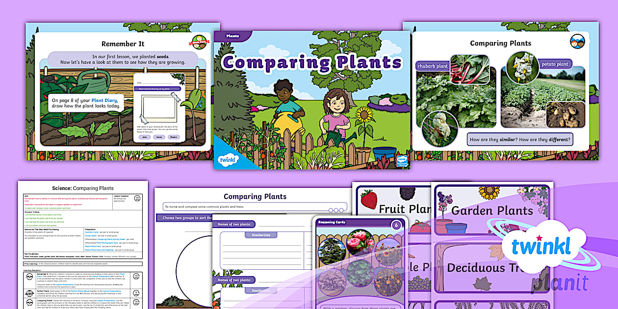 Science: Plants: Comparing Plants Year 1 Lesson 6 - Twinkl