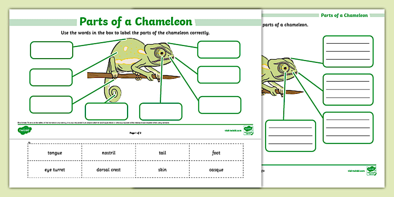 Parts of a Chameleon Labelling Activity - KS1 - Twinkl