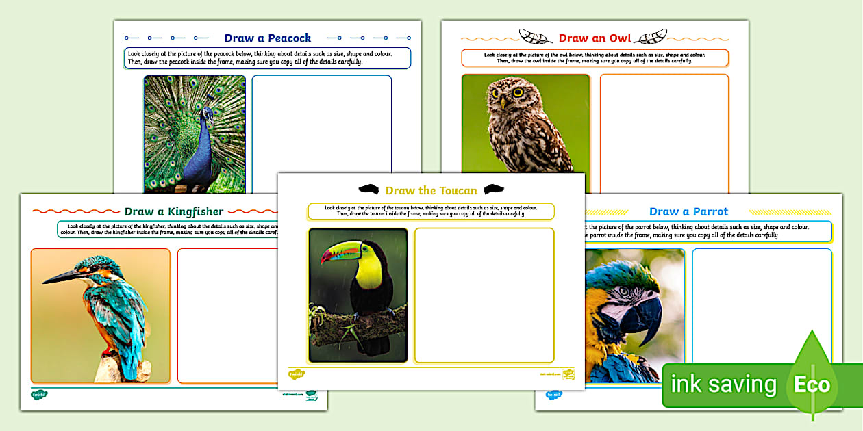 Draw the Birds Art Activity Pack, Bird art