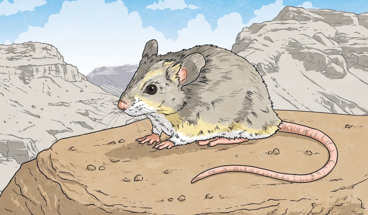 Remarkable Rodent! - Twinkl NewsRoom - Twinkl