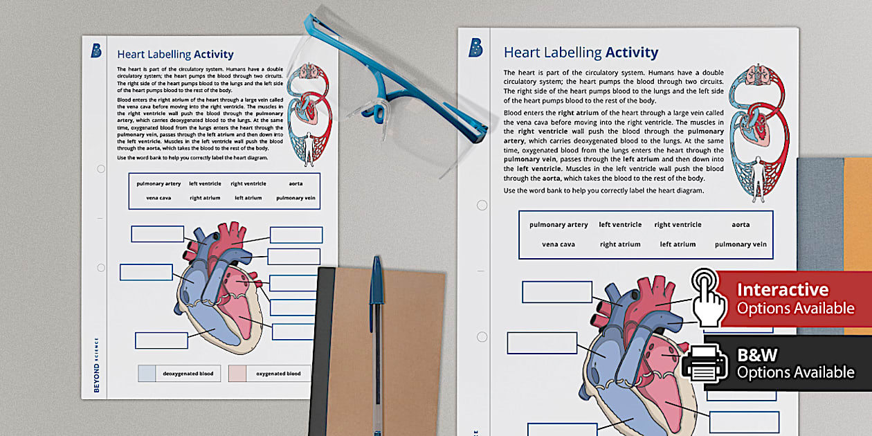 Heart Labelling Activity (teacher made) - Twinkl