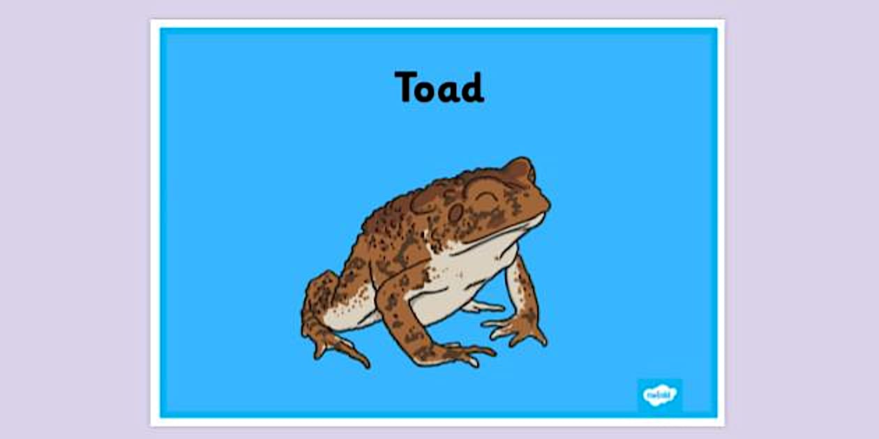 Toad Poster | Animal | Display Poster | Primary Resources