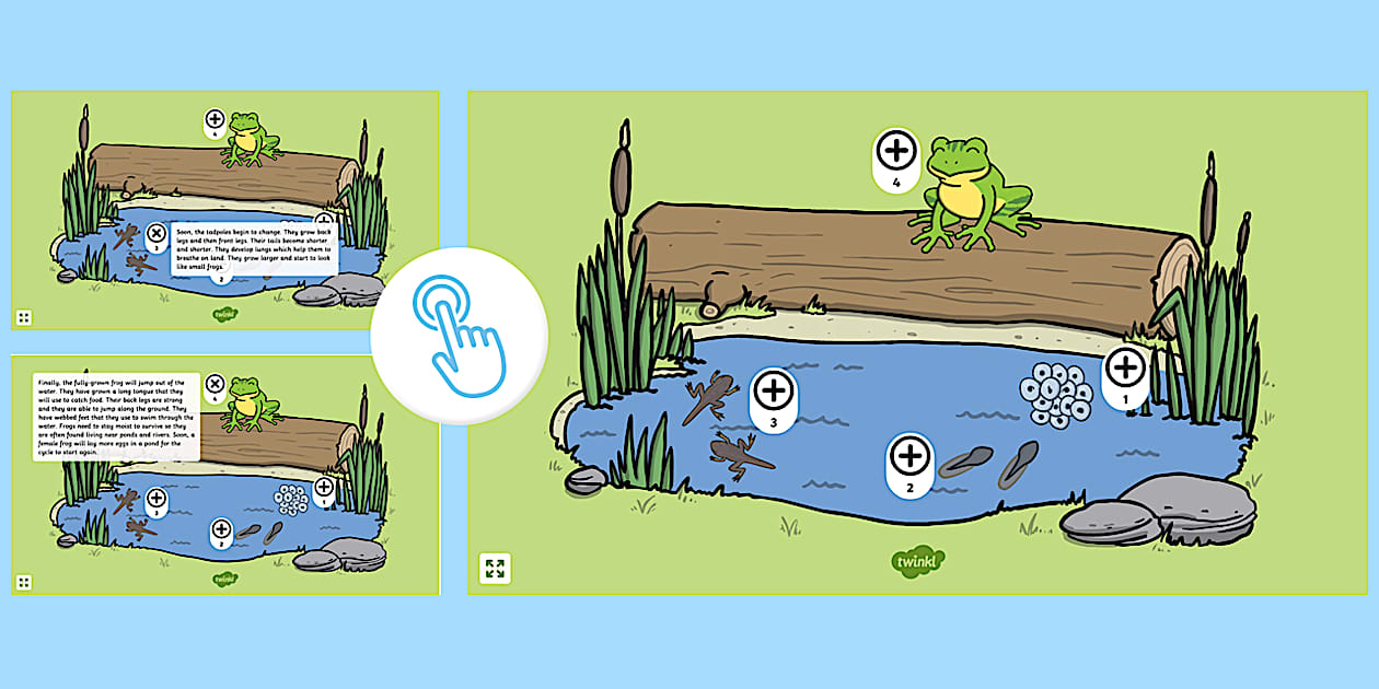 Life Cycle of a Frog Hotspots Activity | Twinkl Go! - Twinkl