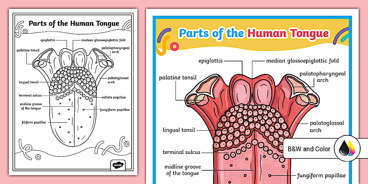 Human Tongue Anatomy Poster (teacher made) - Twinkl