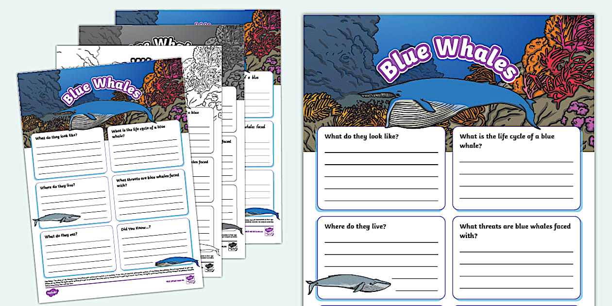 Blue Whales Fact File Template (teacher made) - Twinkl