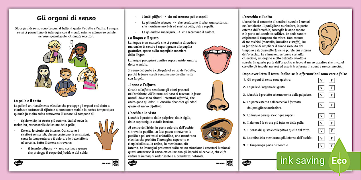 Gli organi di senso scuola primaria (teacher made) - Twinkl