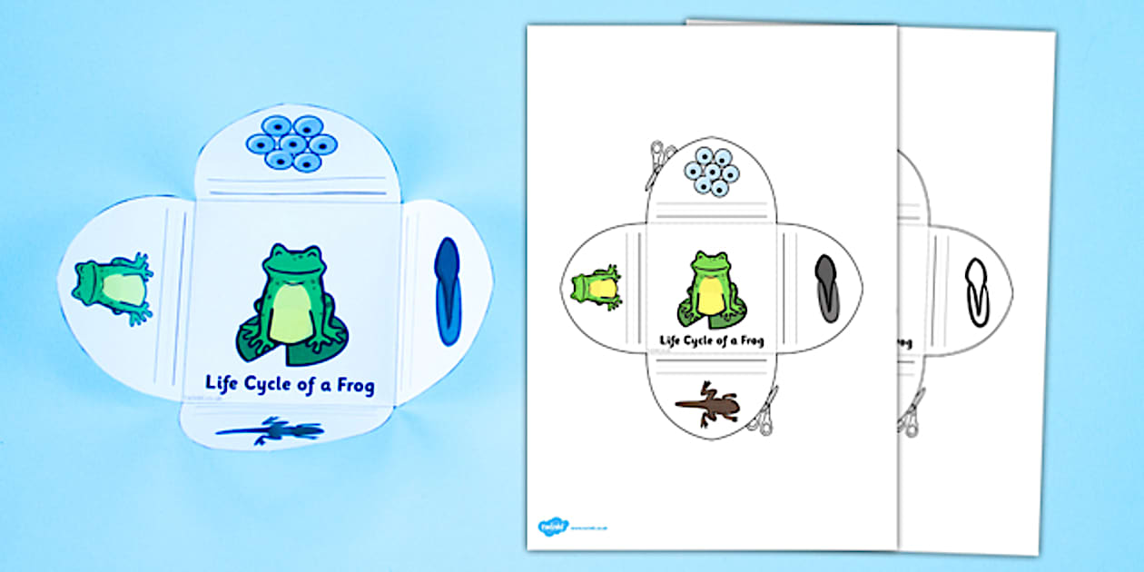 Frog Life Cycle Interactive Visual Aid (teacher made)