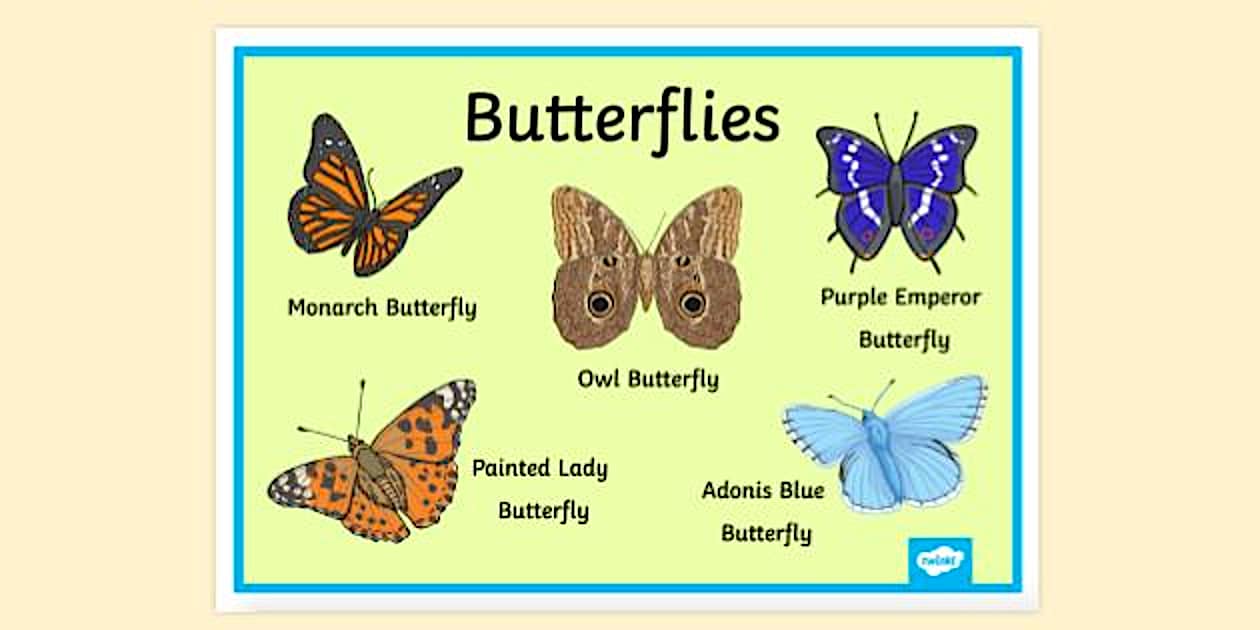 Butterfly Poster for KS2 | Primary Resources - Twinkl