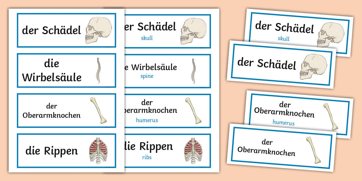 Human Skeleton - German Word Cards (teacher made) - Twinkl
