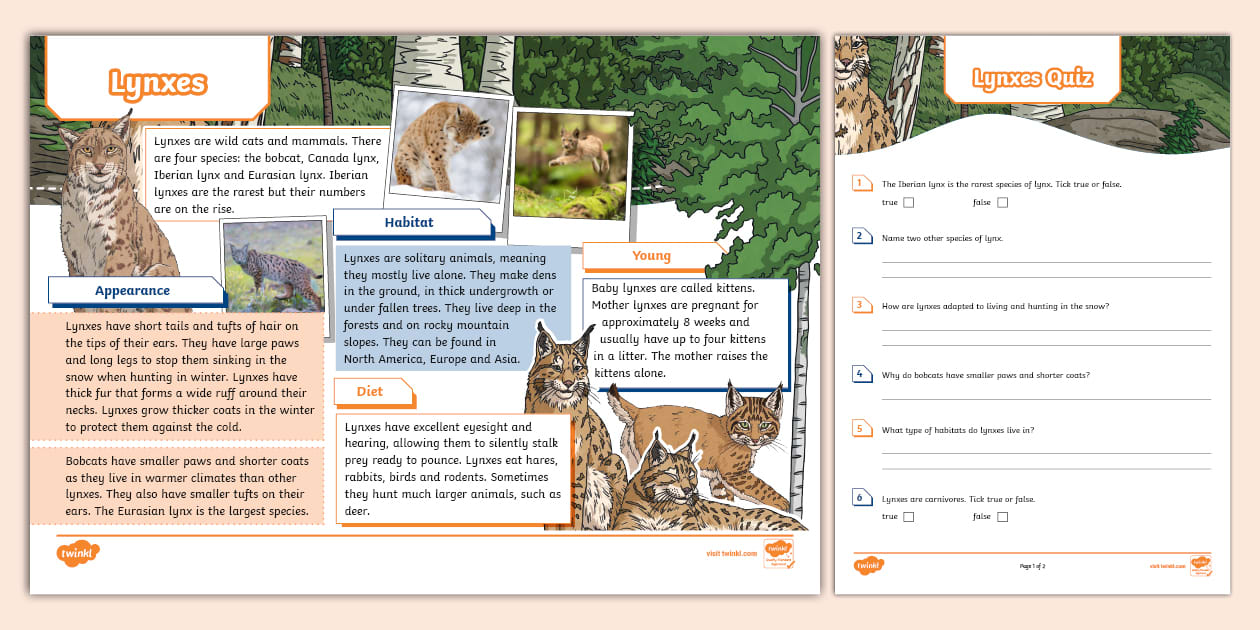 Lynx KS2 Fact File and Quiz - Twinkl - KS2 - Twinkl