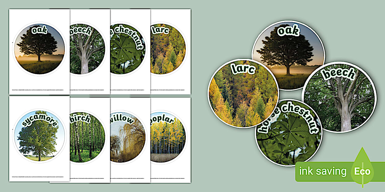 British Trees Circle Display Photo Cut-Outs - Twinkl
