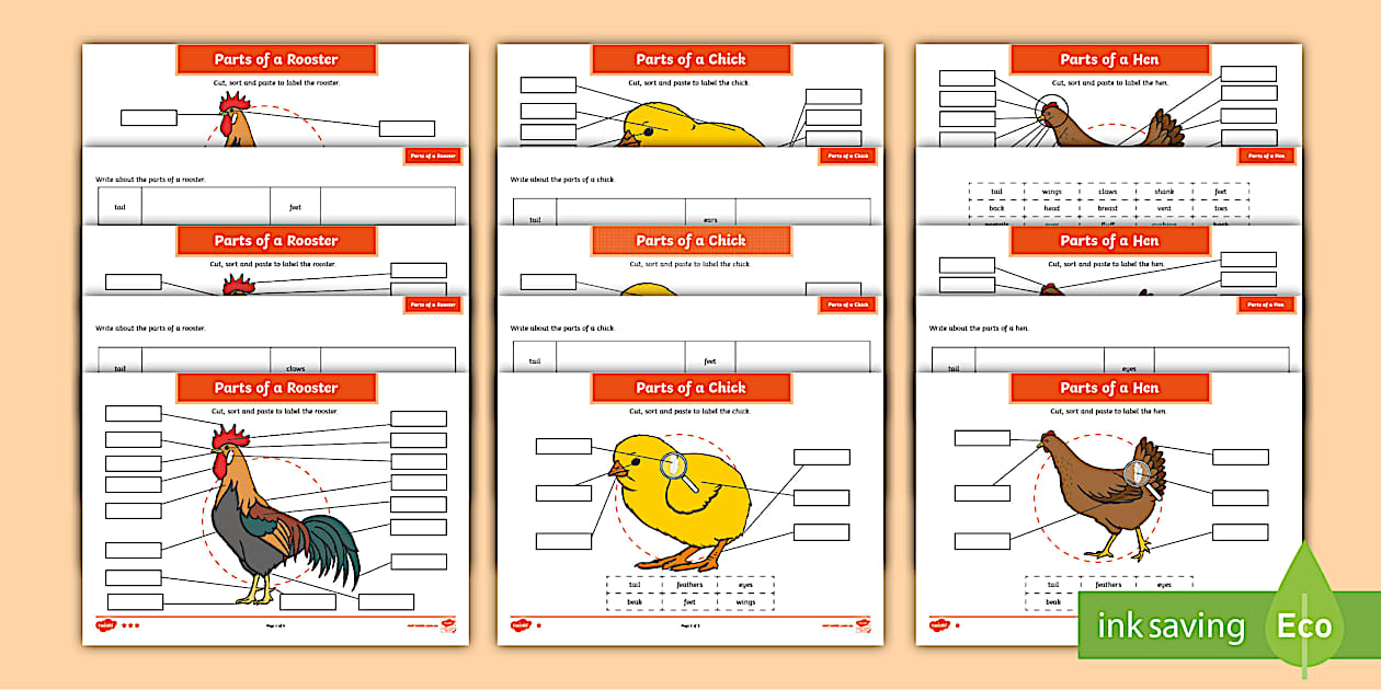 SA Parts of a Chicken Differentiated Worksheets - Twinkl