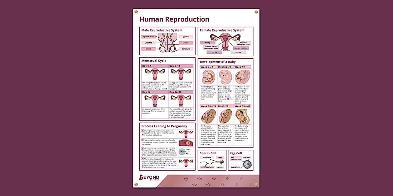 Human Reproduction Information Display (teacher made)