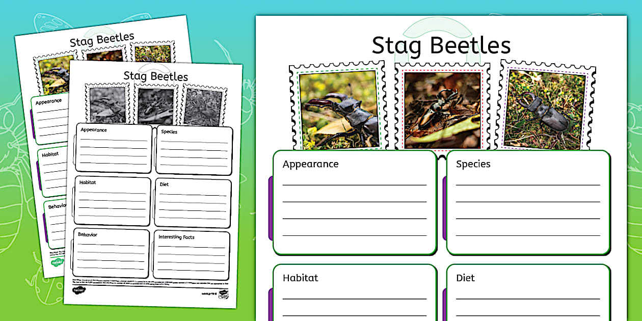 Stag Beetles Fact File Template (teacher made) - Twinkl