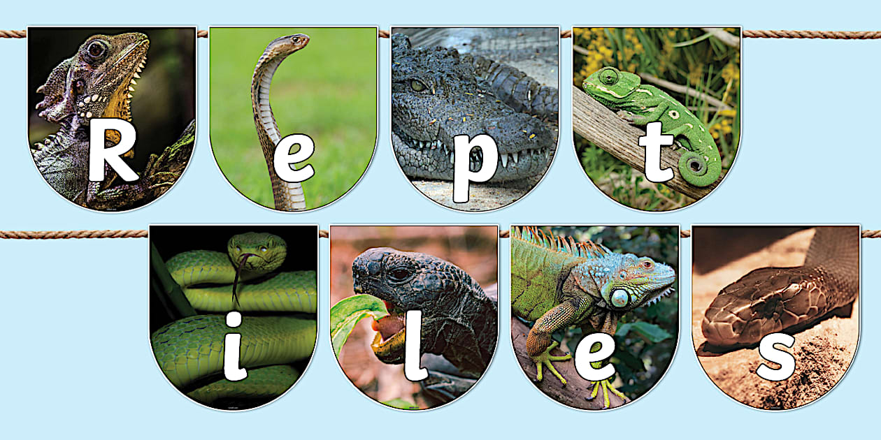 Reptiles Photo Display Bunting (teacher made) - Twinkl