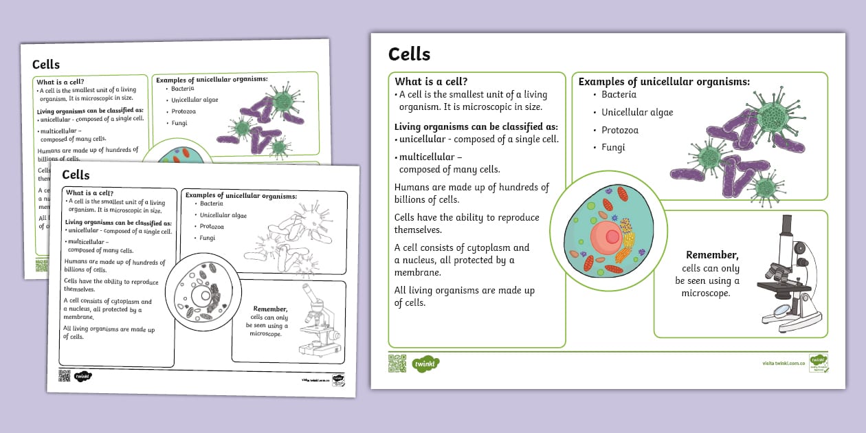 Cells Fact Sheet - Twinkl Colombia ESL (teacher made)