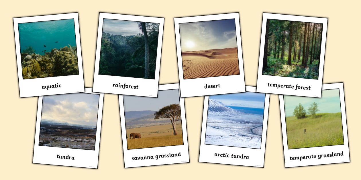 Biomes Instant Photo Style Display Images (teacher made)