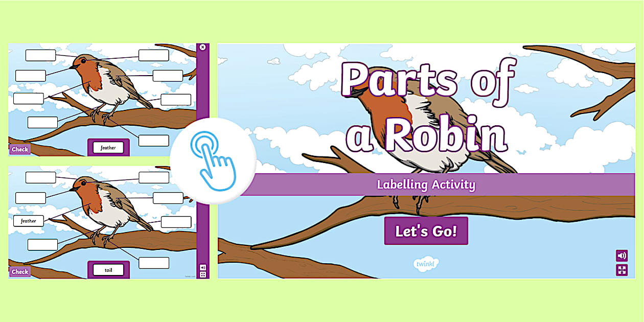 Interactive Parts of a Robin Labelling Activity | Twinkl Go!