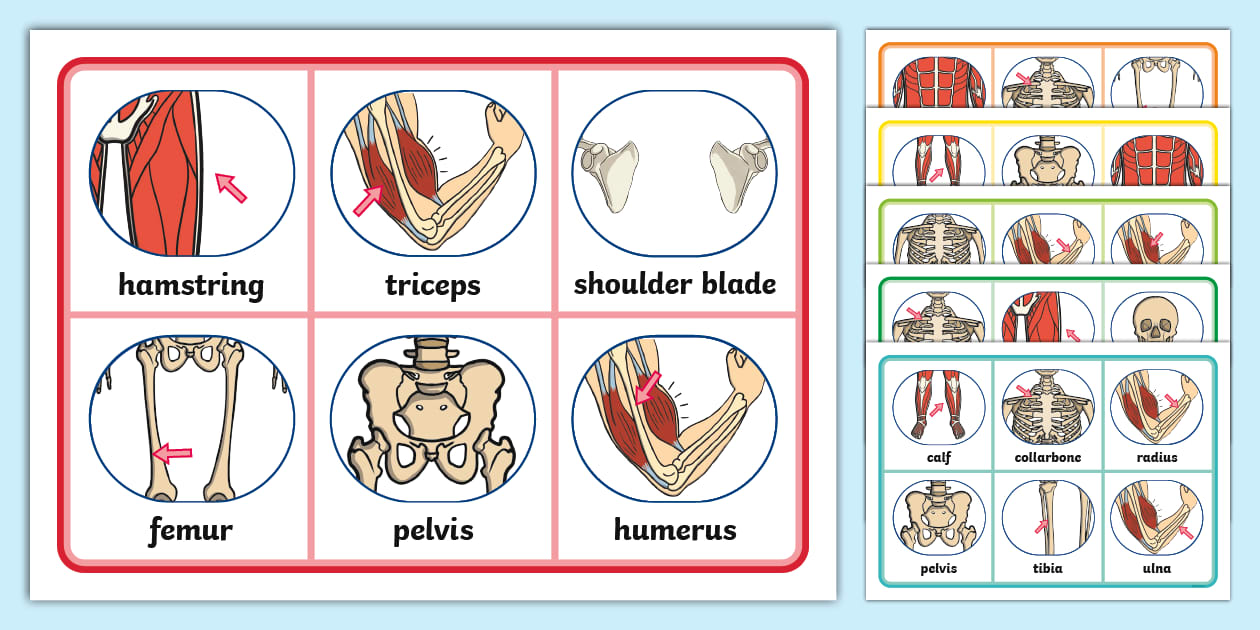 Bones and Muscles Bingo (teacher made) - Twinkl