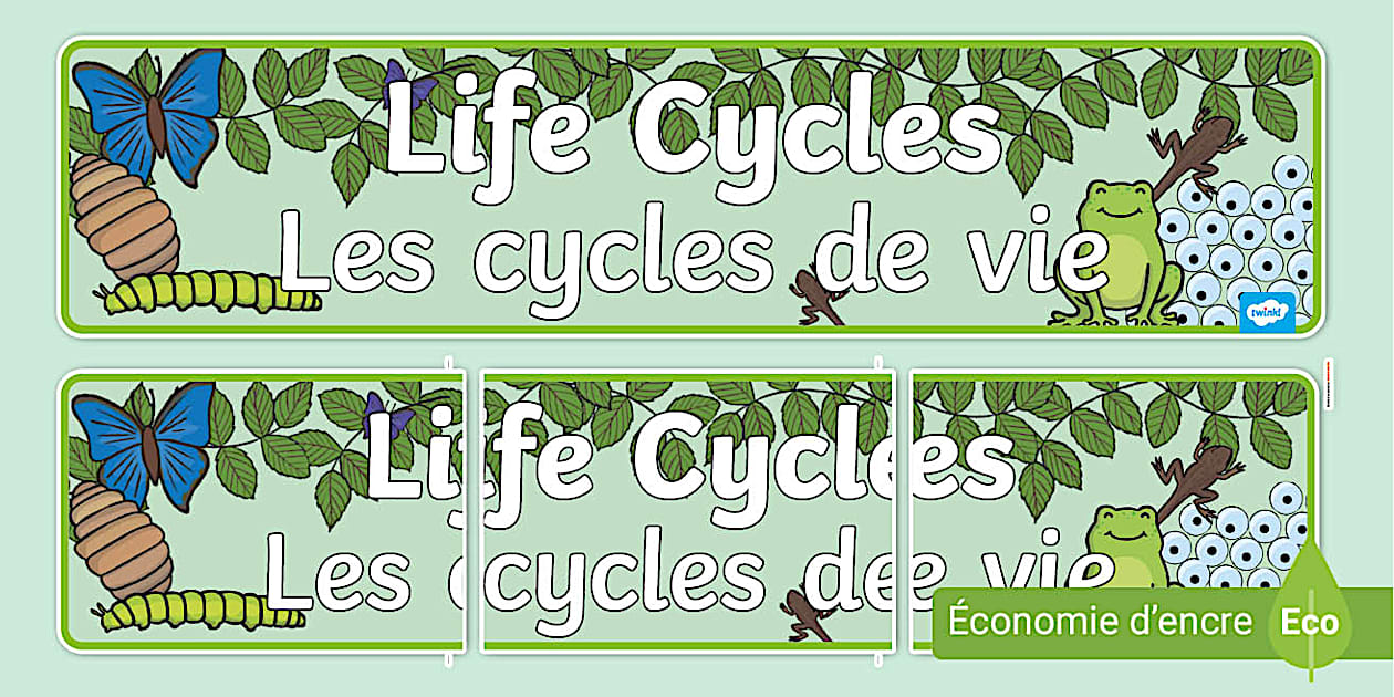 English/French Life Cycles Display Banner - Twinkl