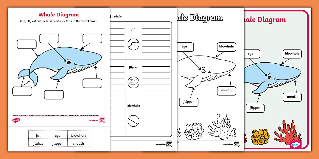 Whale Diagram Pack (teacher made) - Twinkl