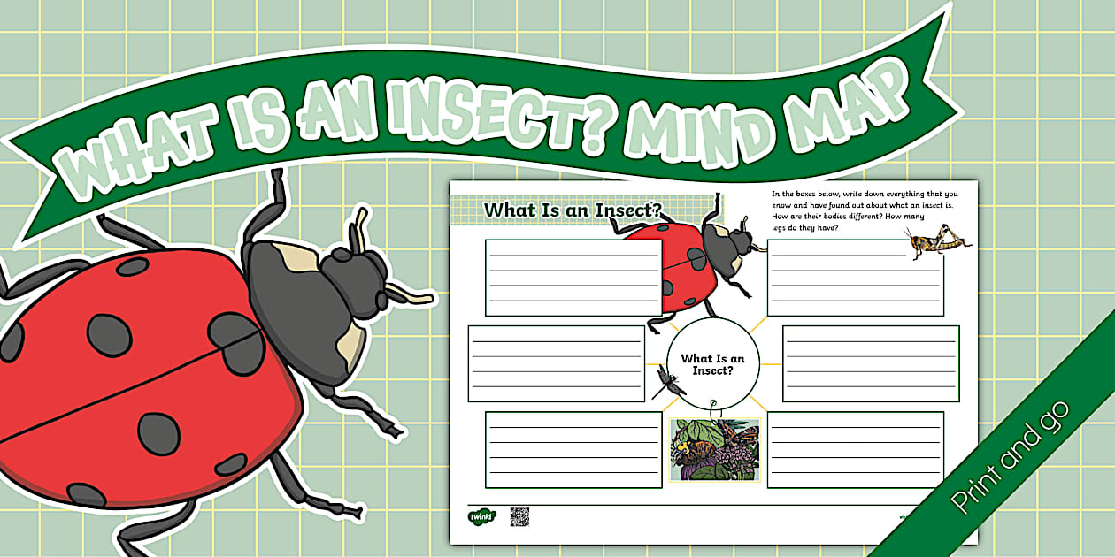 * NEW * Foundation Phase Life Skills - What Is an Insect? - Mind Map (CAPS