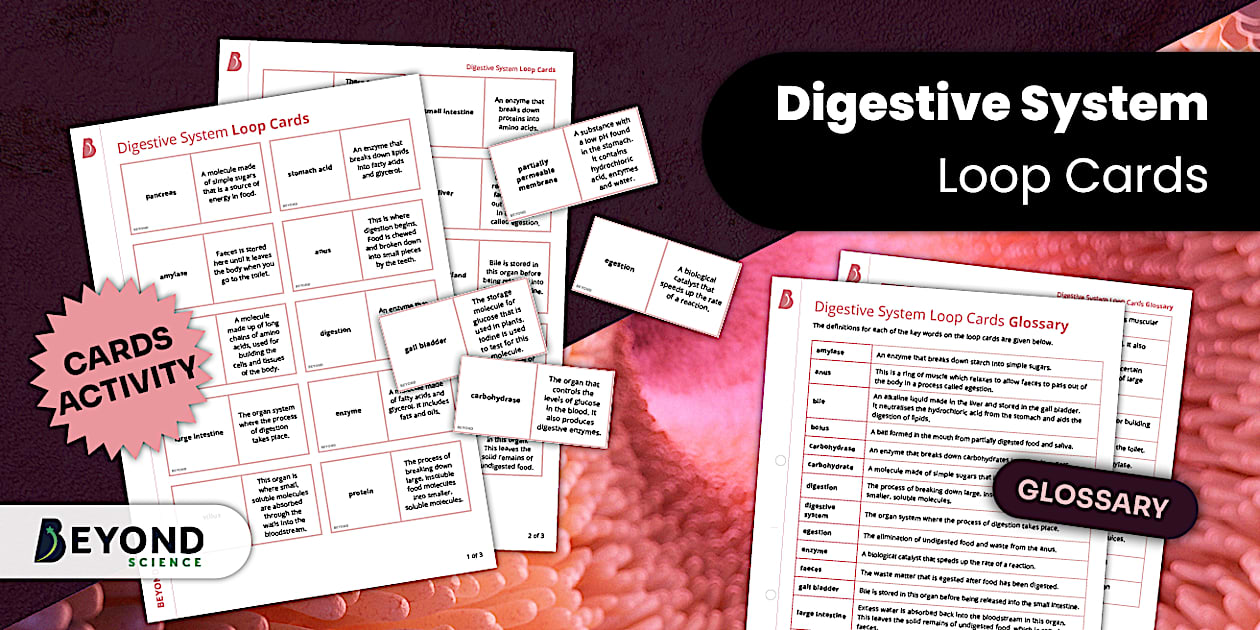 Digestive System Sorting Activity Loop Cards | Biology