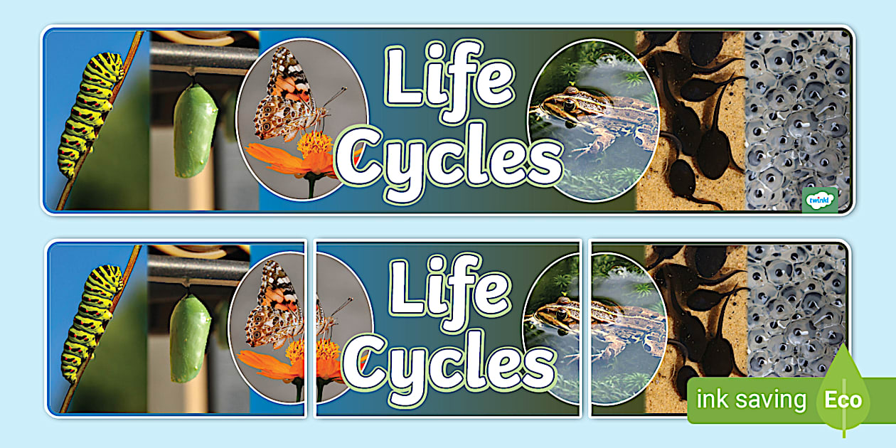 Life Cycles Photo Display Banner (teacher made) - Twinkl