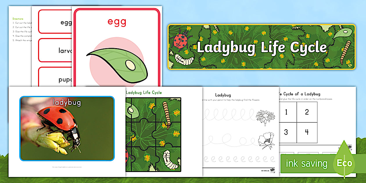 Life Cycle of a Ladybug Activity Pack (teacher made)