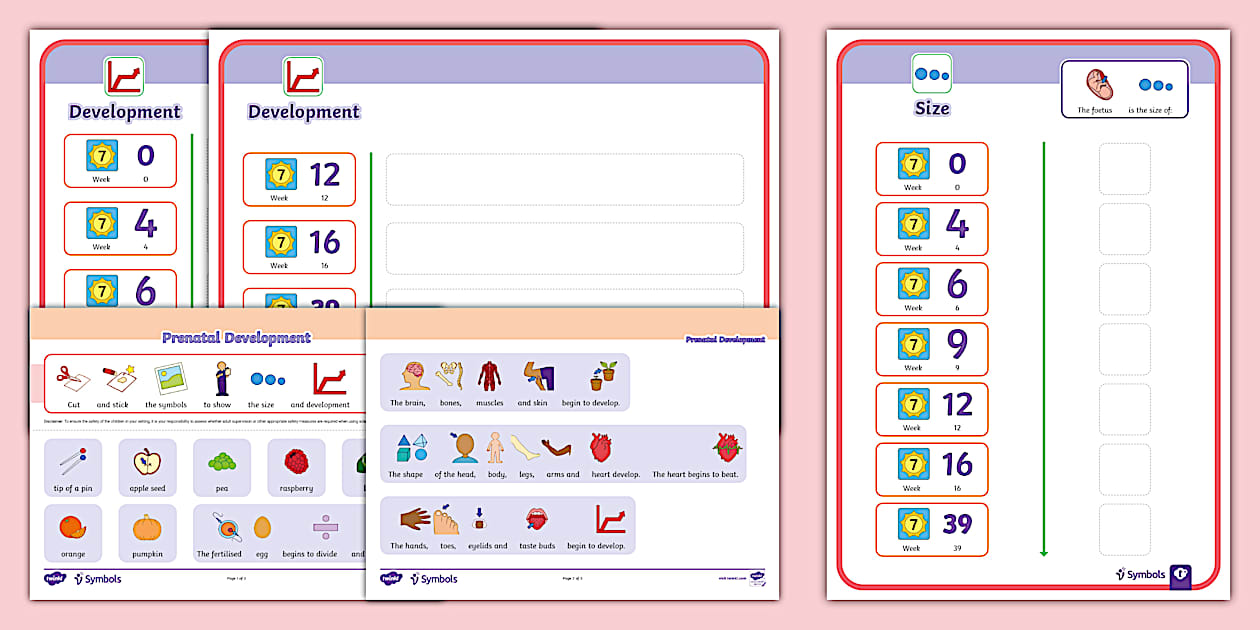 Twinkl Symbols: Science: Prenatal Development Activity Sheet