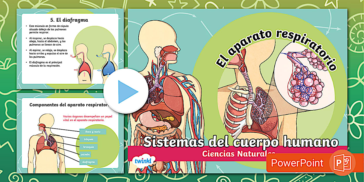 Presentación: El aparato respiratorio