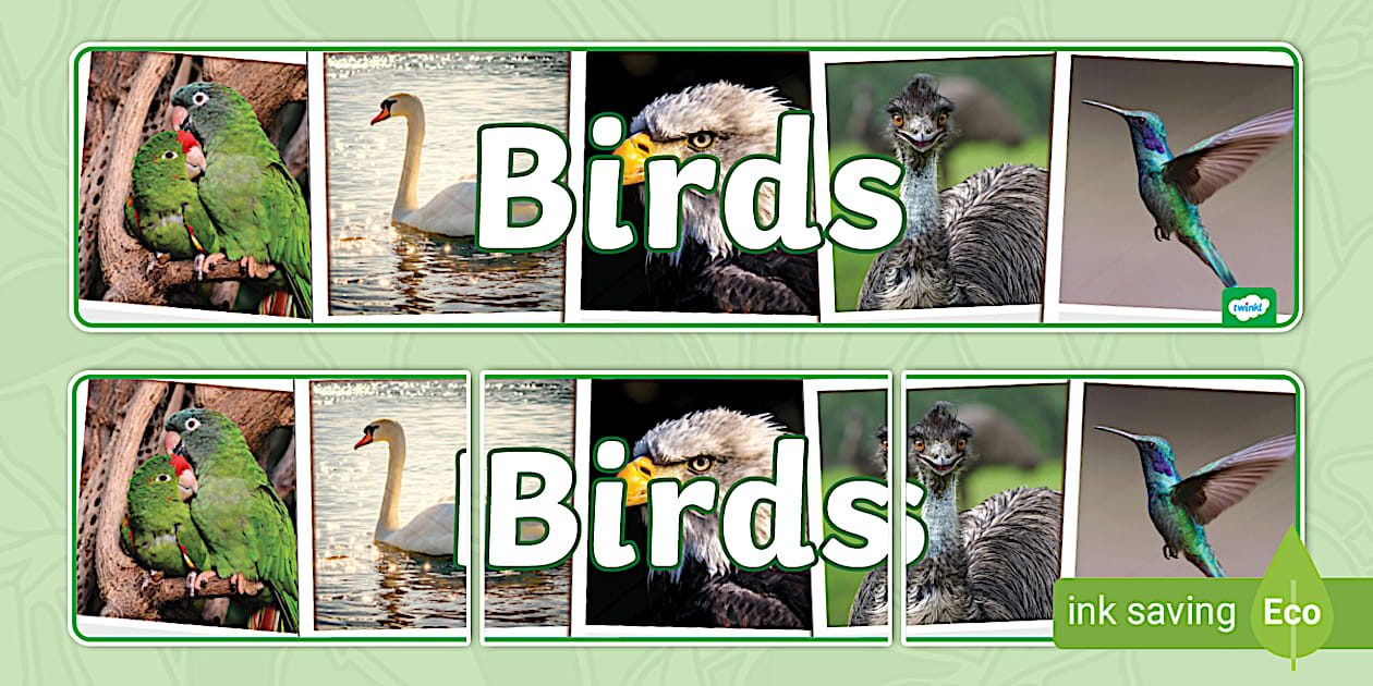 Birds Photo Display Banner (teacher made) - Twinkl