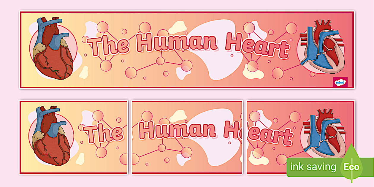 The Human Heart Display Banner (teacher made) - Twinkl
