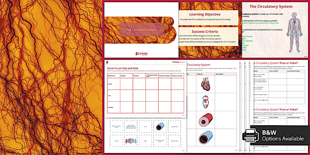 The Circulatory System Lesson Resource Pack (teacher made)