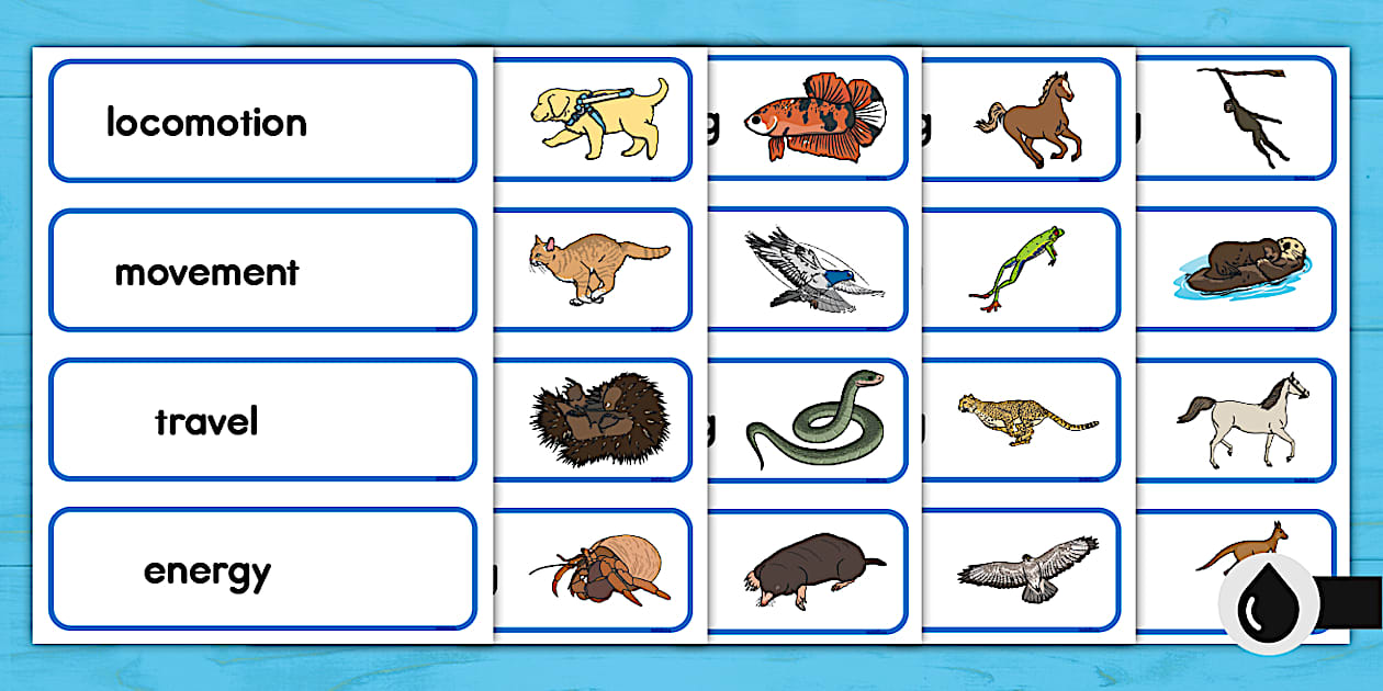 Animal Locomotion Word Cards (teacher made) - Twinkl