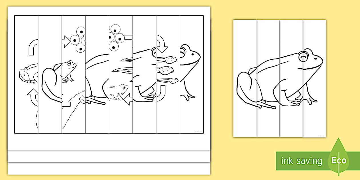 Frog Life Cycle Colouring Pages (Agamographs) | Twinkl