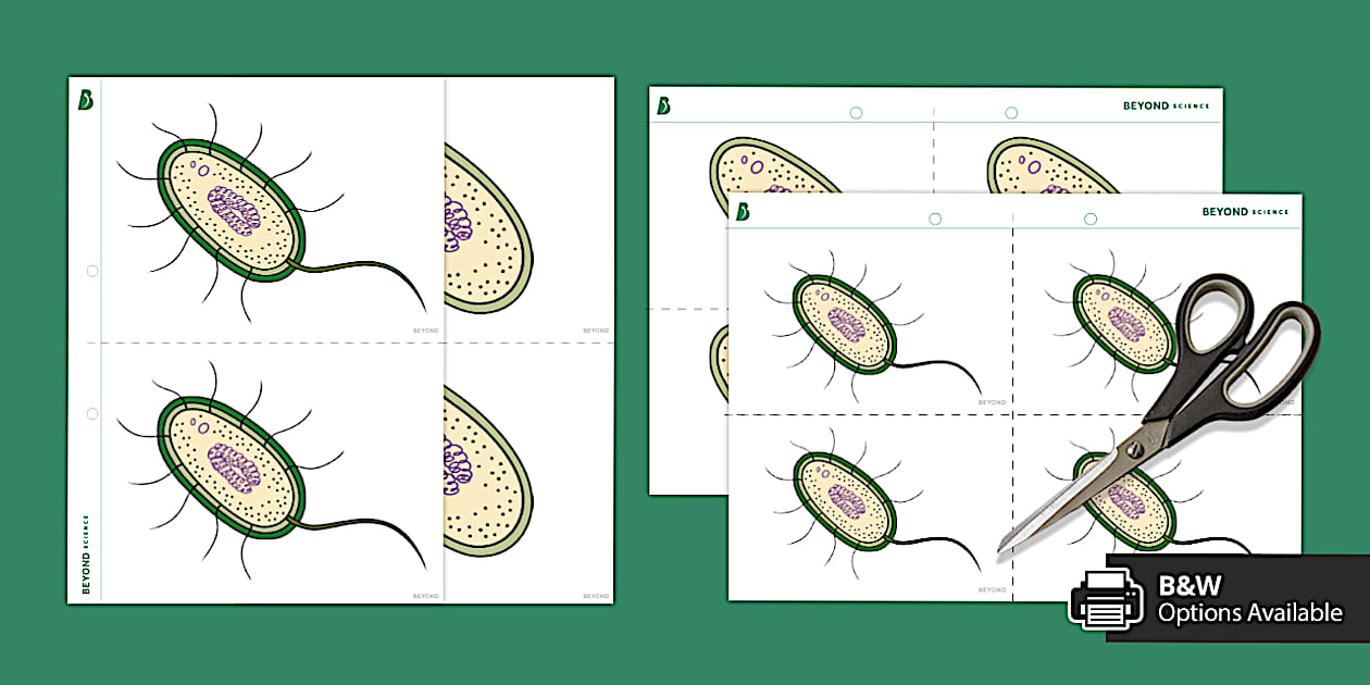 Bacterial Cell Illustration | KS3 Biology | Beyond Science