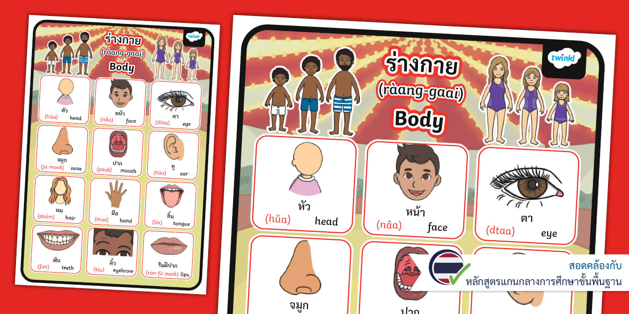 Body Parts Poster (Thai/English) - โปสเตอร์คำศัพท์เกี่ยวกับร่างกาย