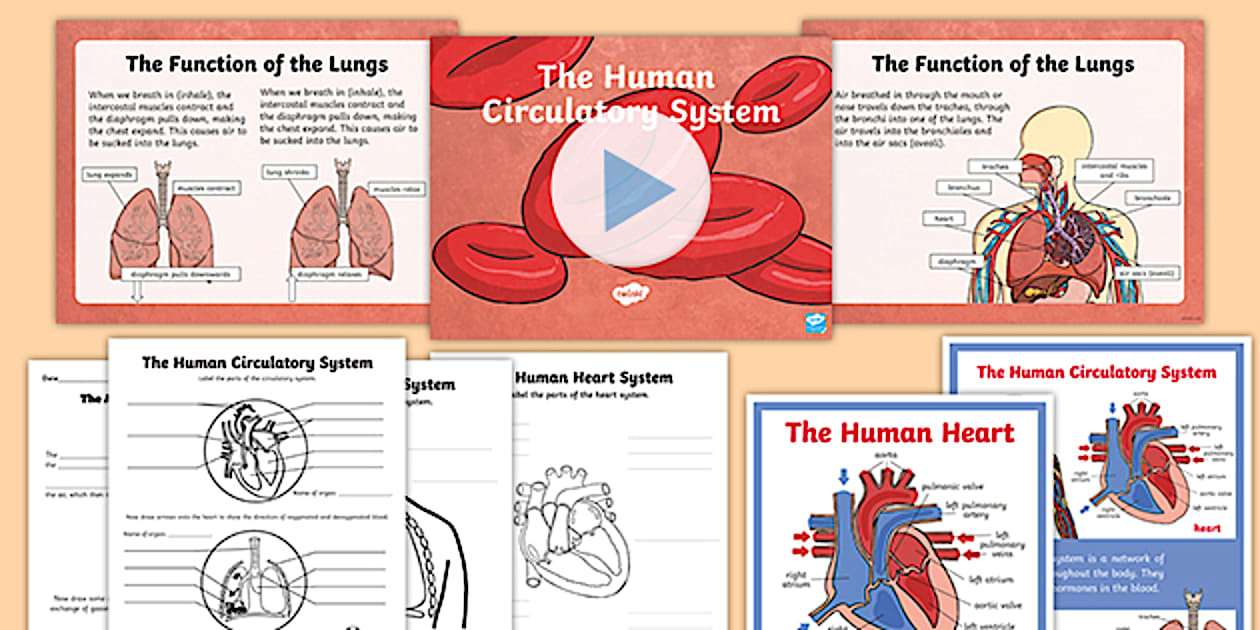 Human Body Circulatory System Worksheet and Resource Pack