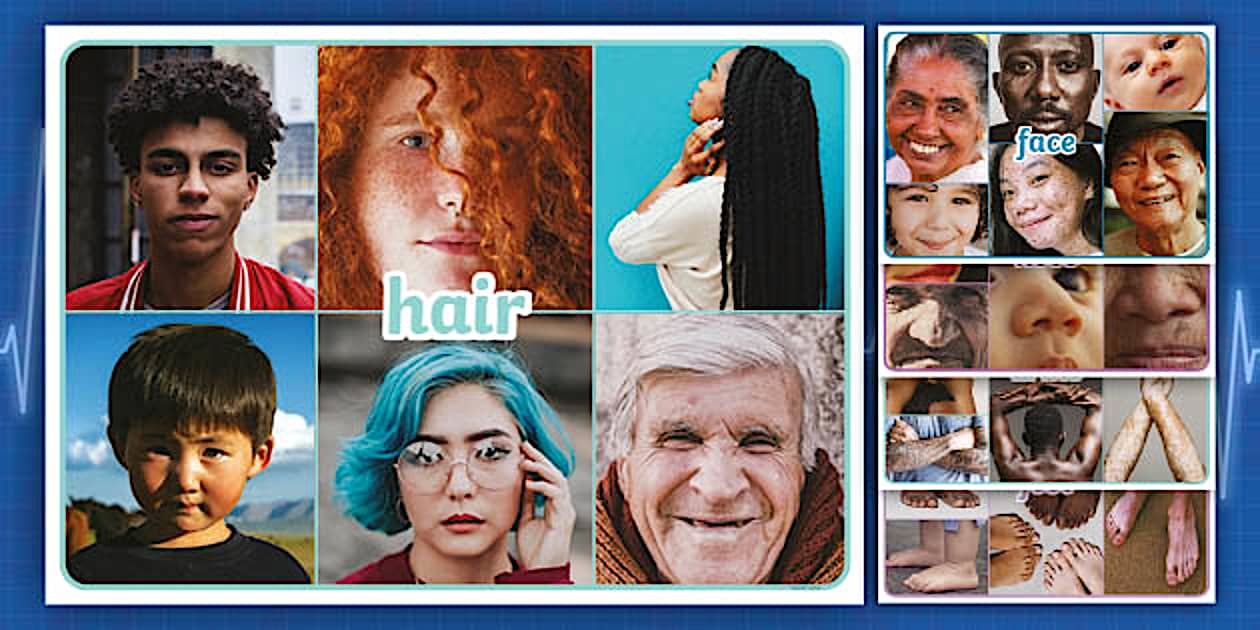 The Human Body Photo Pack (teacher made) - Twinkl