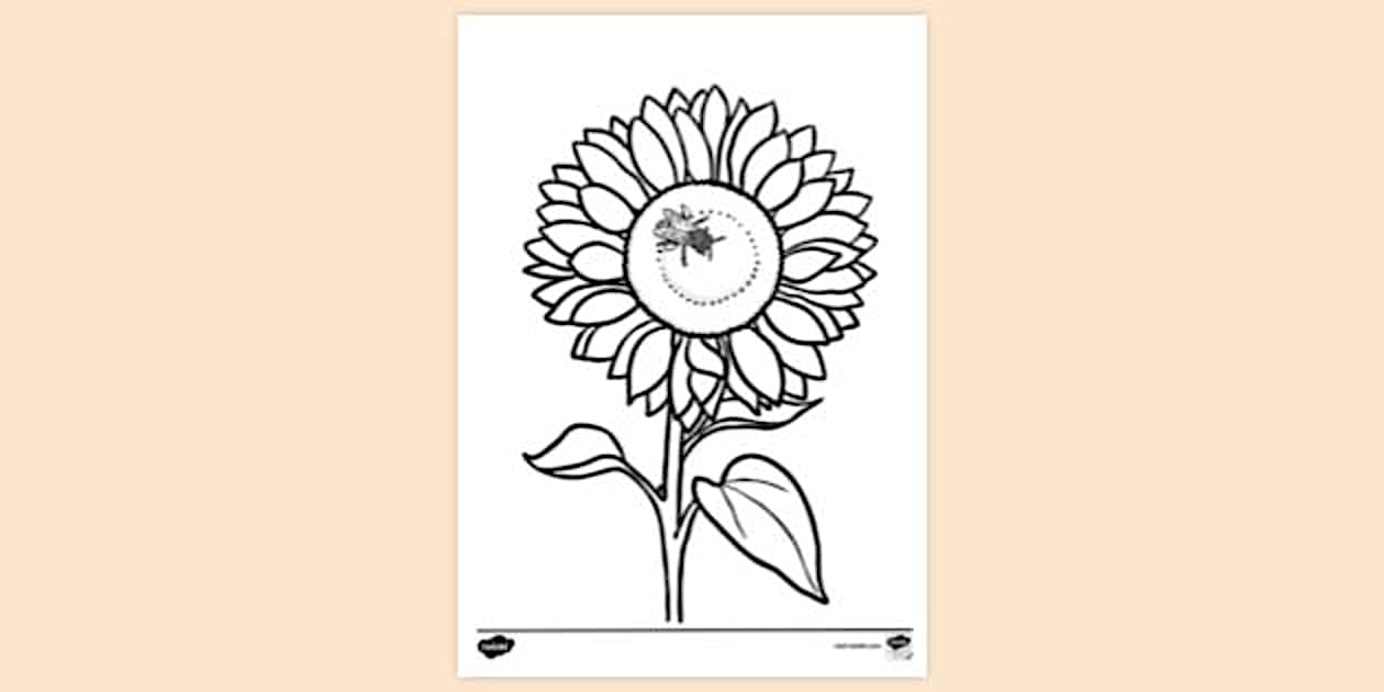 Simple Sunflower Colouring Page | Colouring Sheets - Twinkl