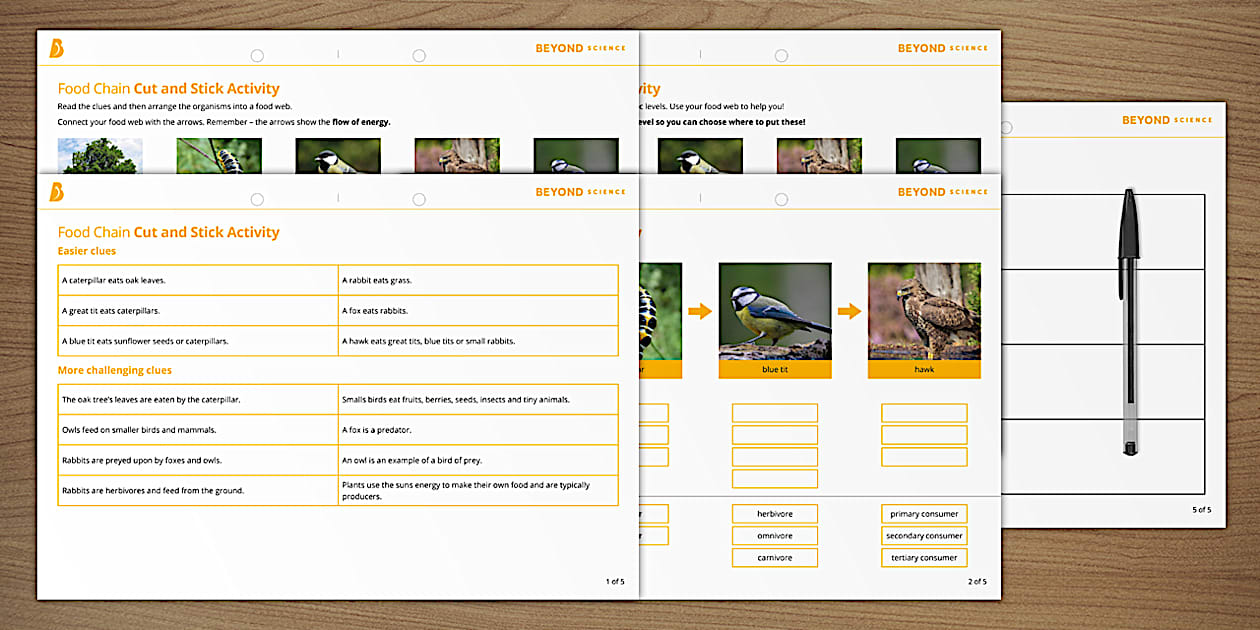 Woodland Food Web Worksheet | Cut And Stick (Teacher-Made)